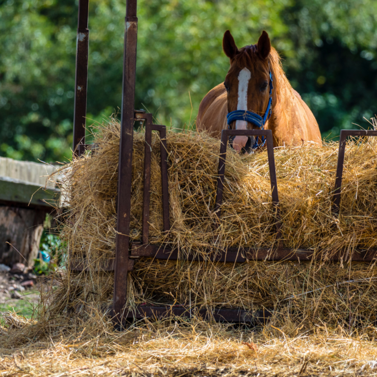 Les Fondamentaux de l'Alimentation du Cheval - Hippo Boost